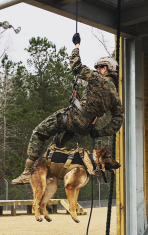 Patient Spotlight: Semper Fi-do, Marine K-9 Recovers from Injury During ...