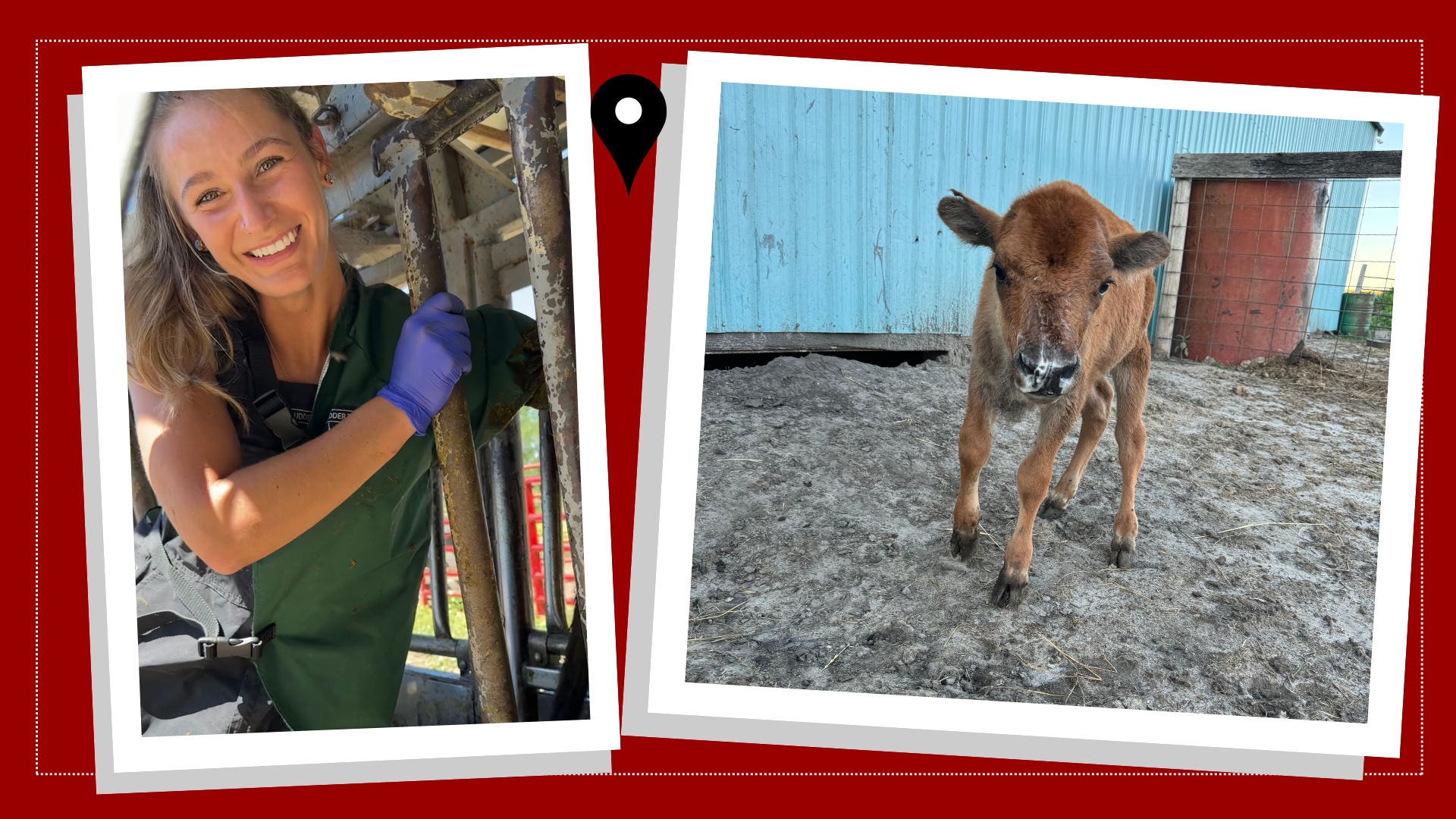 From the Rosebud Reservation in South Dakota, Ally Elliott Reports | Veterinary Medicine News